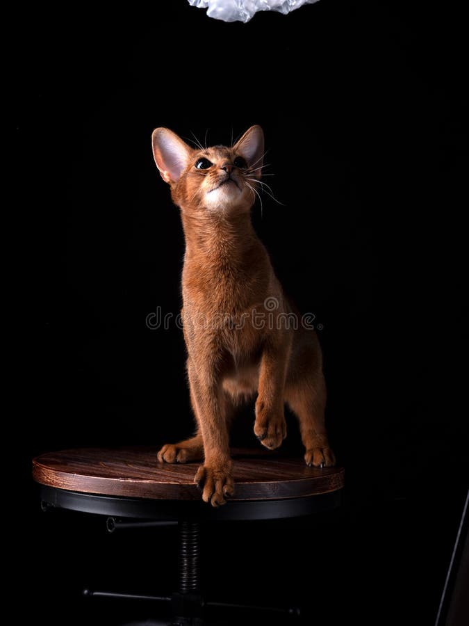 Abyssinian Cat Studio Portrait Stock Photo - Image of happy, looking ...