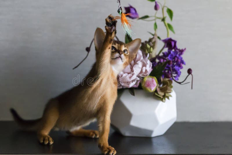 Abyssinian Cat with a Vase of Flowers Stock Image - Image of household ...