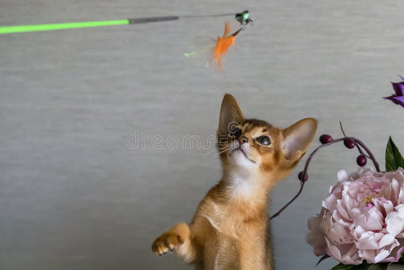 Abyssinian Cat with a Vase of Flowers Stock Photo - Image of ears, cute ...