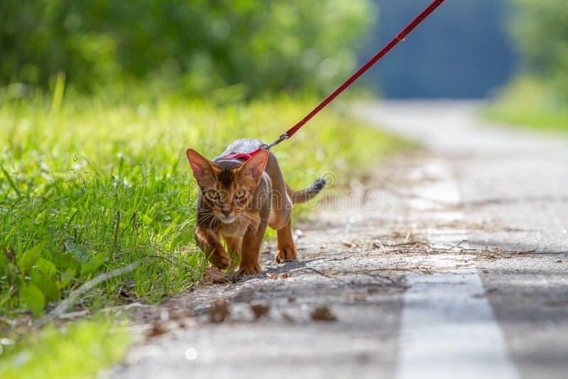 Cat Trotting Stock Photos - Free & Royalty-Free Stock Photos from ...