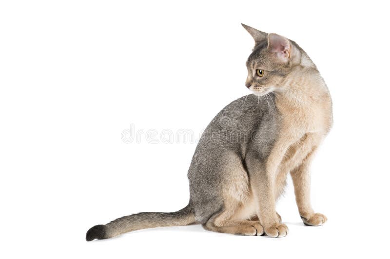 Abyssinian cat stock image. Image of animal, ordinary - 68578363