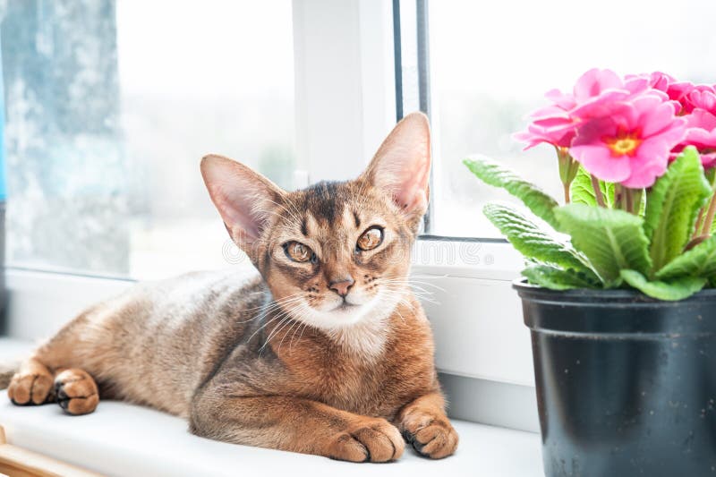 Abyssinian Cat of Fawn Color, Close-up Portrait, Walks Along the Lawn ...