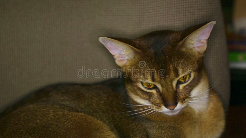 Abyssinian cat stock video. Video of leather, chair, nature - 46315751
