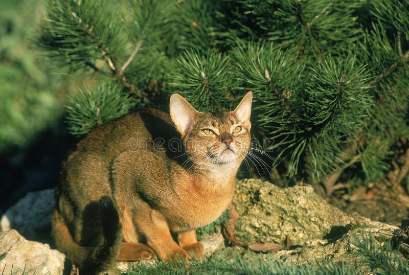 Abyssinian Domestic Cat, Adult Stock Image - Image of animal, short ...