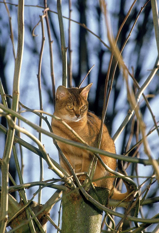 Abyssinian Domestic Cat Standing in Tree Stock Image - Image of pets ...