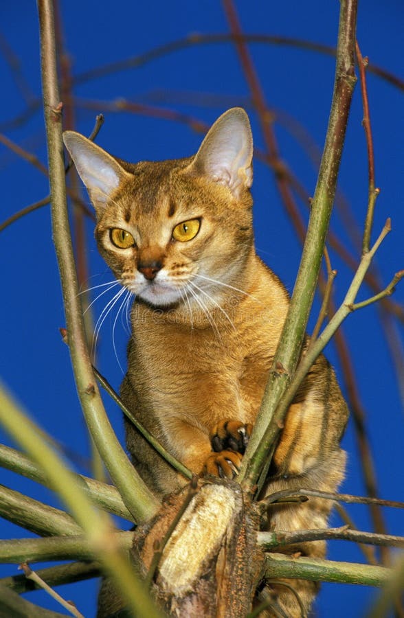 Abyssinian Domestic Cat Standing in Tree Stock Image - Image of adult ...
