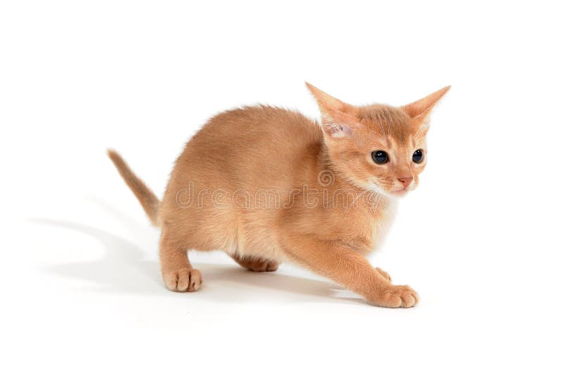 788 Ginger Abyssinian Cat Stock Photos - Free & Royalty-Free Stock ...