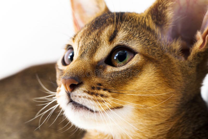 Abyssinian kitten stock photo. Image of carnivore, animal - 42381132
