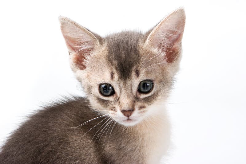 Abyssinian cat stock photo. Image of pets, animal, beauty - 13776062