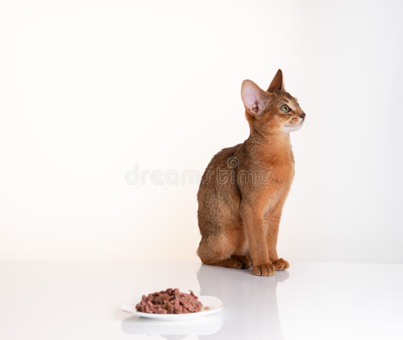 Abyssinian Kitten Eating Cat Food from Plate Stock Image - Image of ...