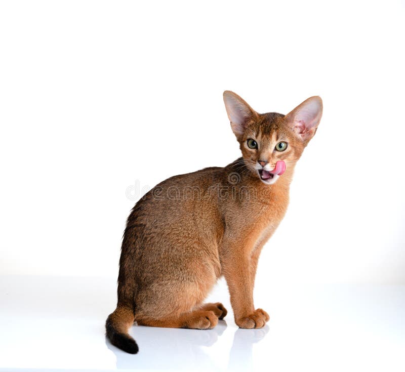 Abyssinian Kitten And Hands Stock Image - Image of eyes, cats: 88541929
