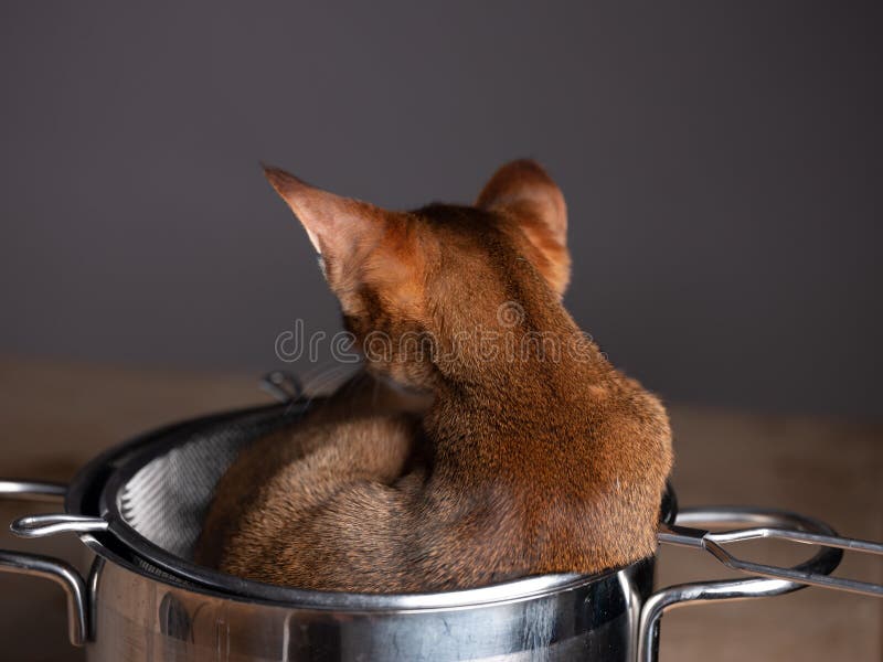 Abyssinian Kitten Relaxing in Cooking Pot Stock Image - Image of ...