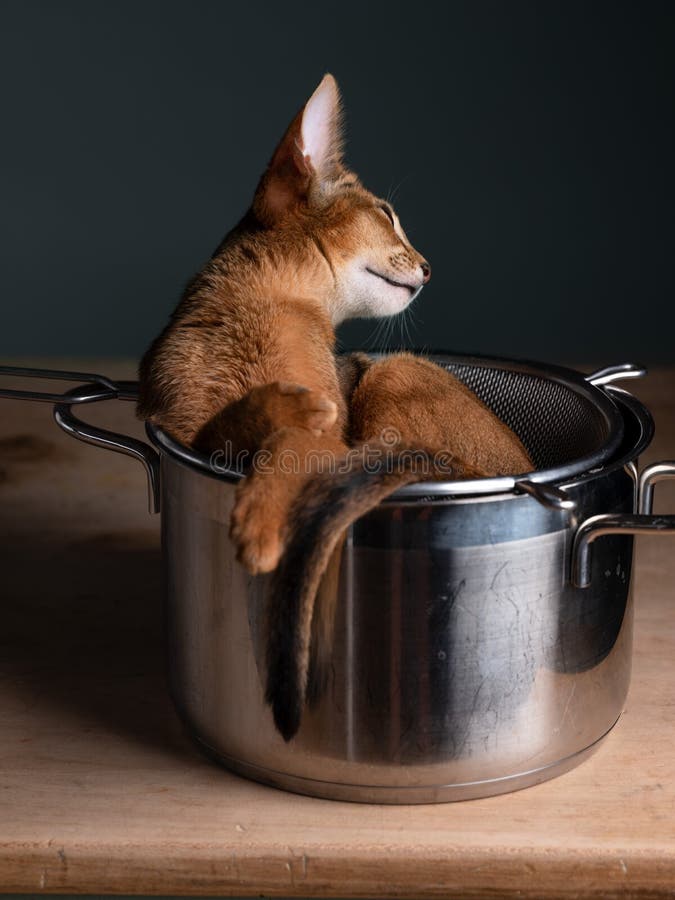 Abyssinian Kitten Relaxing in Cooking Pot Stock Image - Image of poster ...