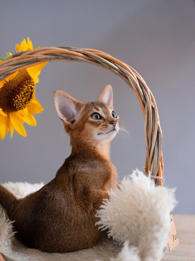 Abyssinian Kitten Relaxing in Her Basket Stock Image - Image of ...