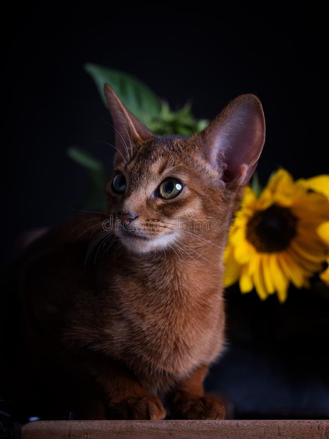146 Abyssinian Flower Photos - Free & Royalty-Free Stock Photos from ...