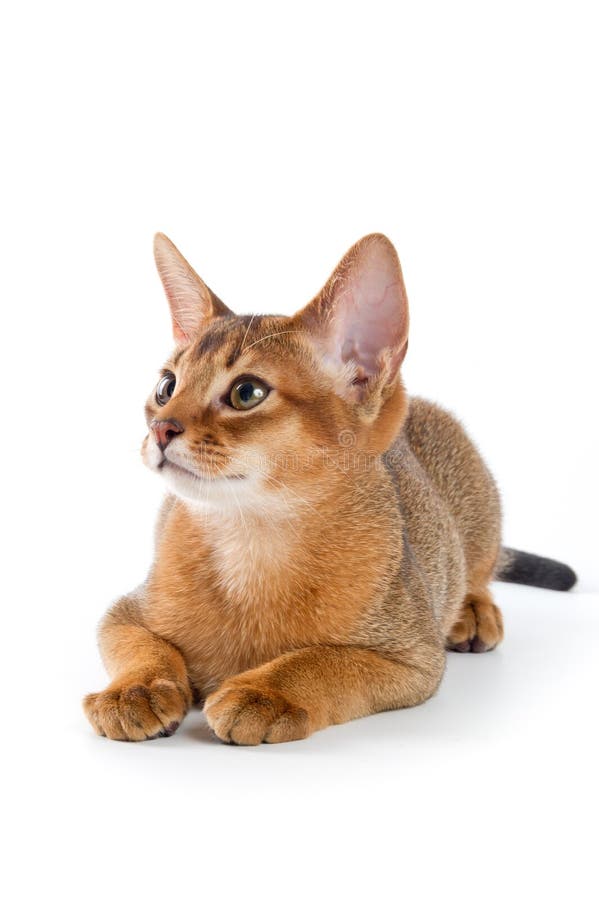 Abyssinian kitten stock photo. Image of young, breed - 57312496
