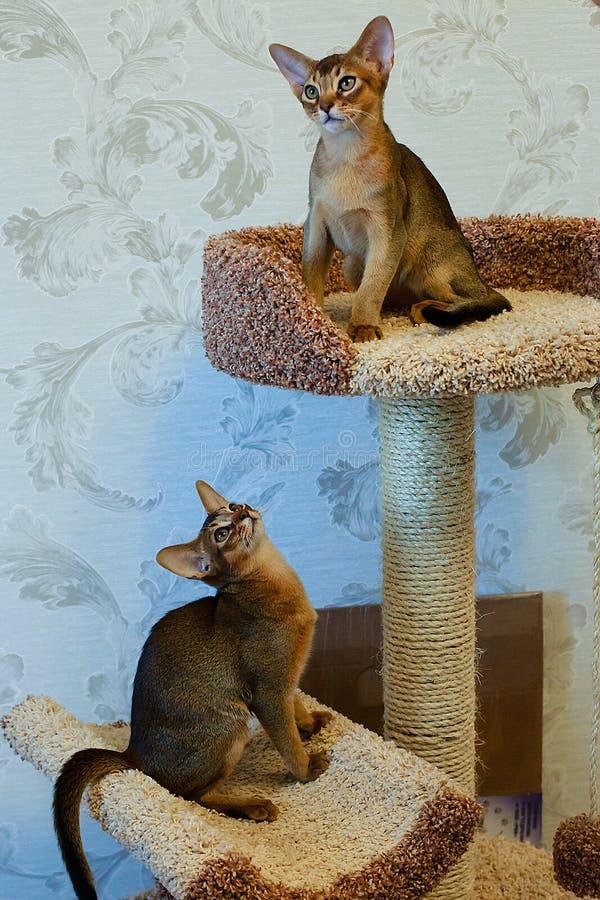 Abyssinian Kittens Play Funny Stock Image - Image of cute, muzzle ...