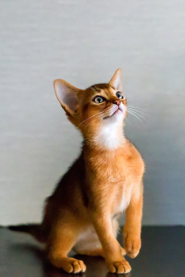 Abyssinian and Red Cat Close Up Stock Photo - Image of domestic ...