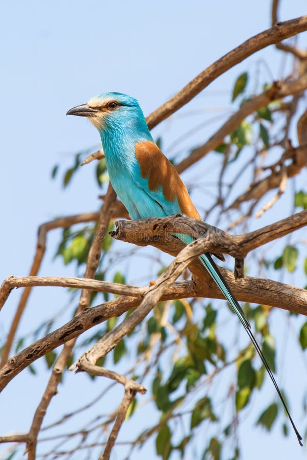Abyssinian Roller in a Tree I Stock Photo - Image of exotic ...