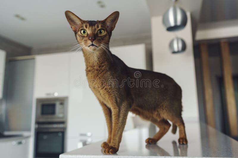 Abyssinian Shorthair Cat Walks at Home on the Kitchen Table Stock Image ...