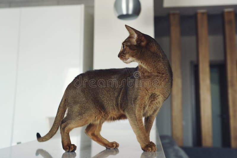 Abyssinian Shorthair Cat Walks at Home on the Kitchen Table and Bending ...