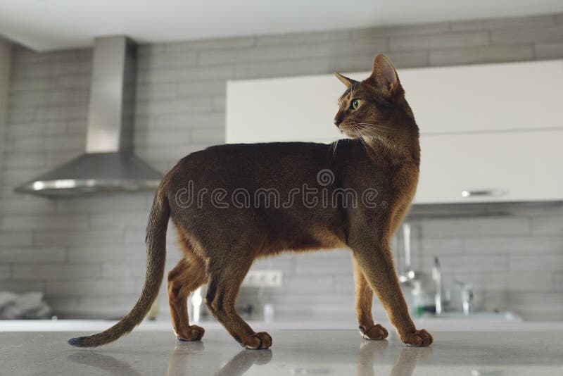 Abyssinian Shorthair Cat Walks at Home on the Kitchen Table and Bending ...