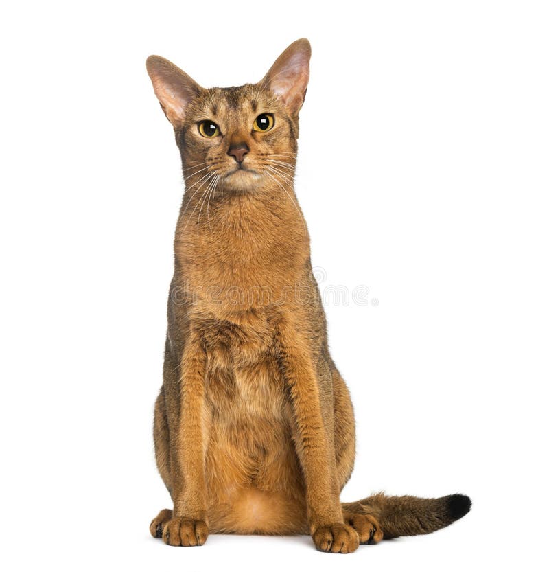 Abyssinian, Sitting (2 Years Old), Isolated Stock Image - Image of ...