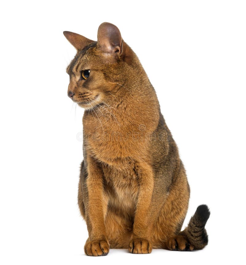 Abyssinian, Sitting (2 Years Old), Isolated Stock Image - Image of ...