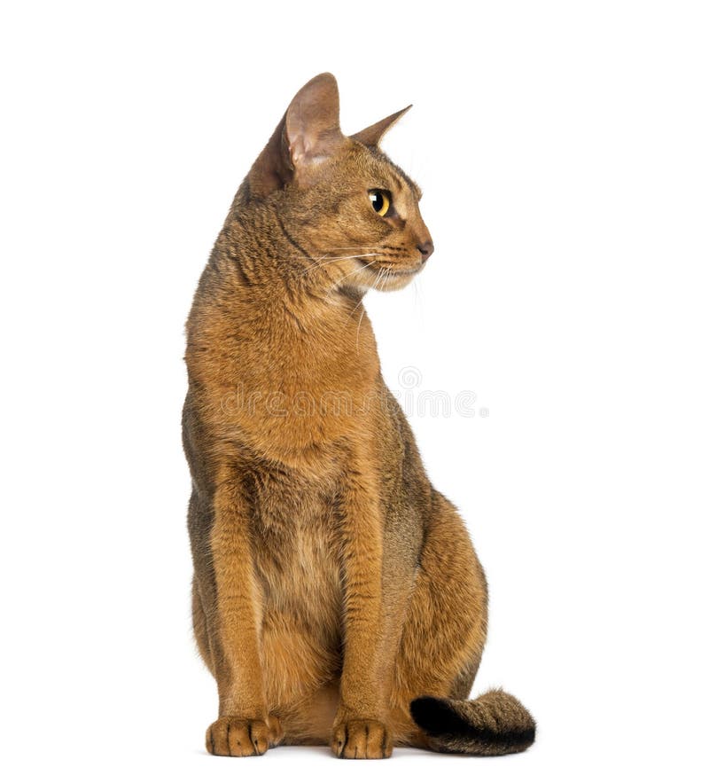 Abyssinian, Sitting (2 Years Old), Isolated Stock Image - Image of ...