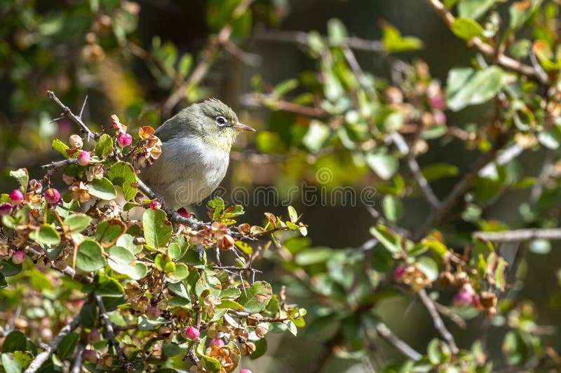 The Abyssinian White-eye, White-breasted White-eye, Zosterops ...