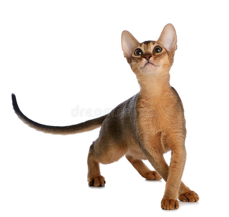 Abyssinian Young Cat Isolated On White Background Stock Image - Image ...