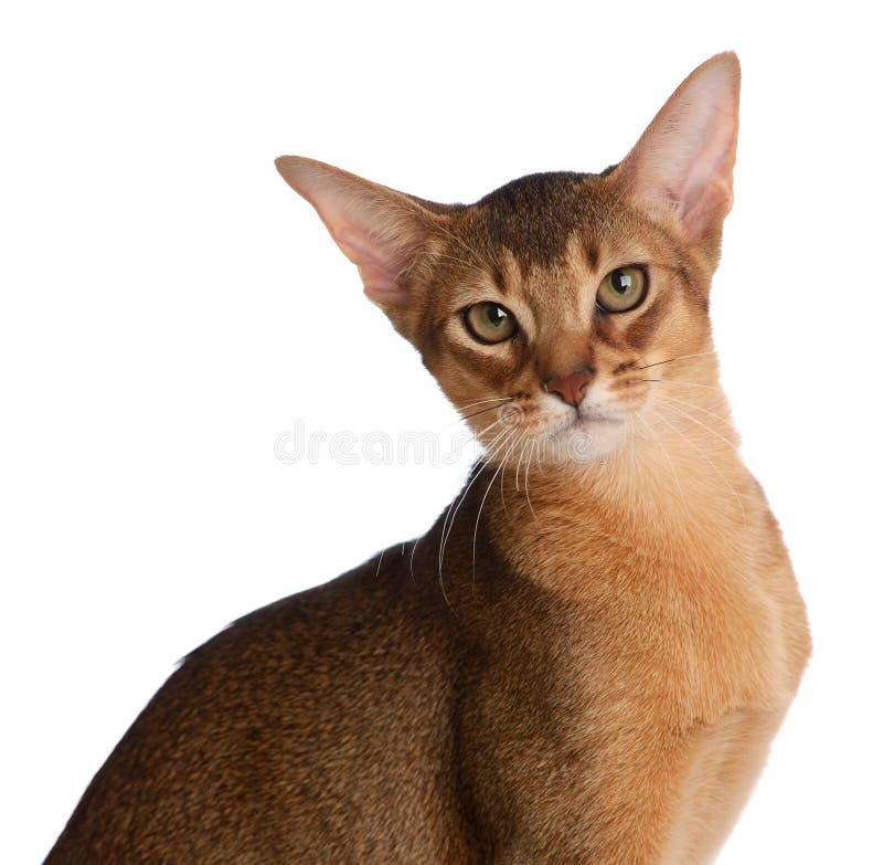 2,399 Abyssinian Cat White Background Stock Photos - Free & Royalty ...