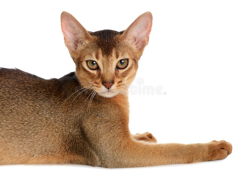 Red abyssinian cat stock image. Image of breed, eyes, magnificent - 3654955