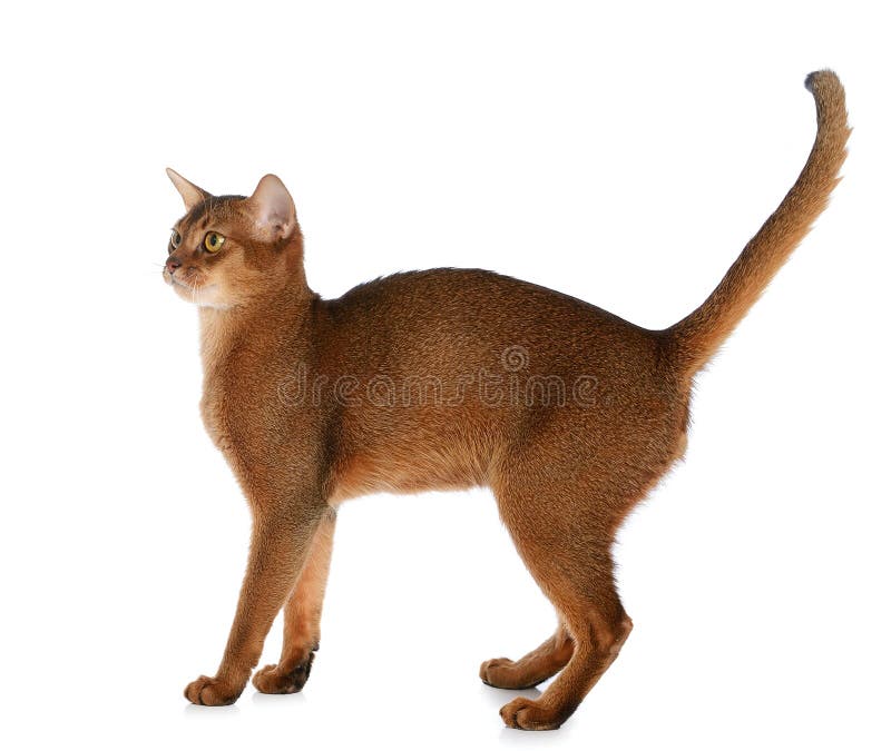 The kitten-munchkin stock image. Image of tail, cuddly - 2890491