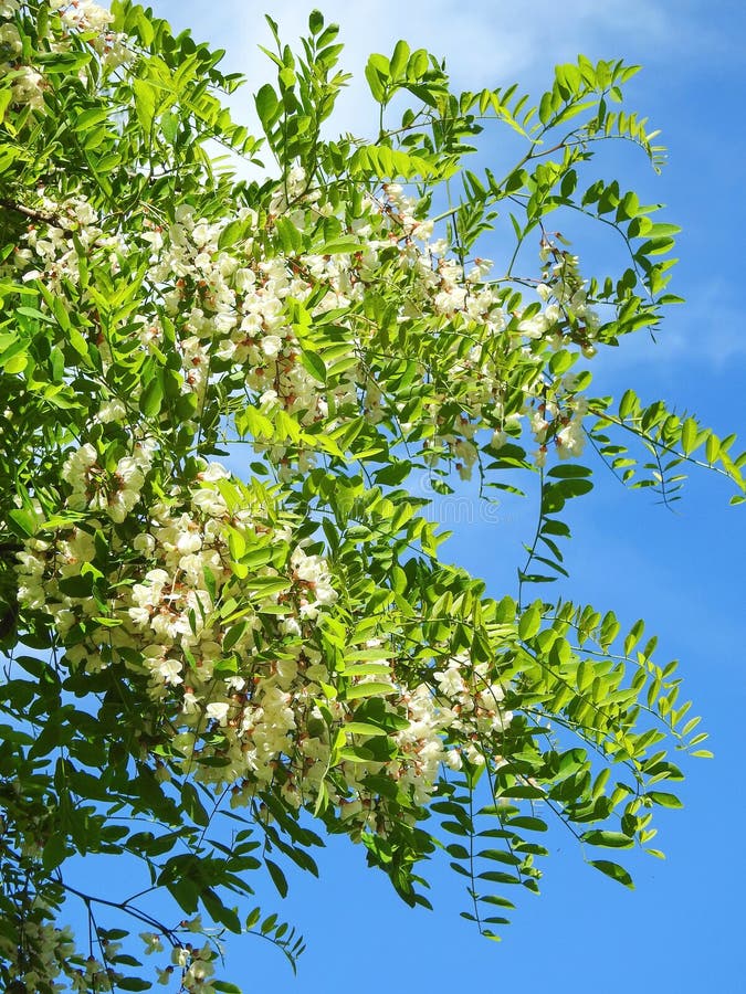 Acácia branca foto de stock. Imagem de branco, planta - 13328574