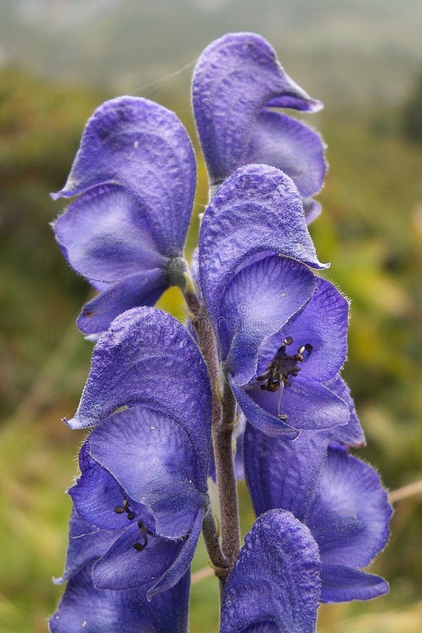 Acónito, Napellus Del Aconitum, Imagen de archivo - Imagen de azul ...