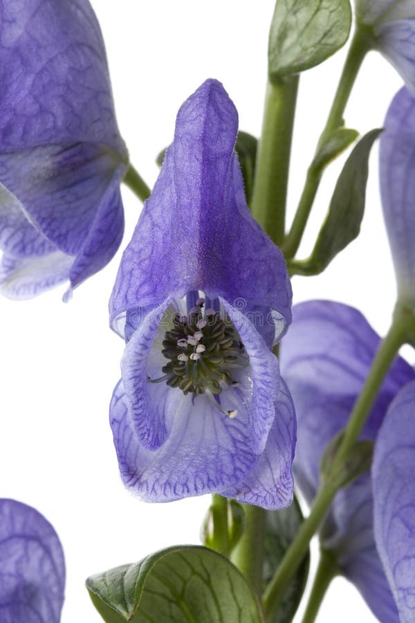 Acónito, Napellus Del Aconitum, Imagen de archivo - Imagen de azul ...