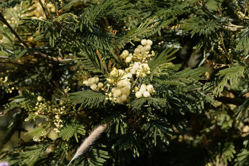 237 Photos de Abyssinica - Photos de stock gratuites et libres de ...