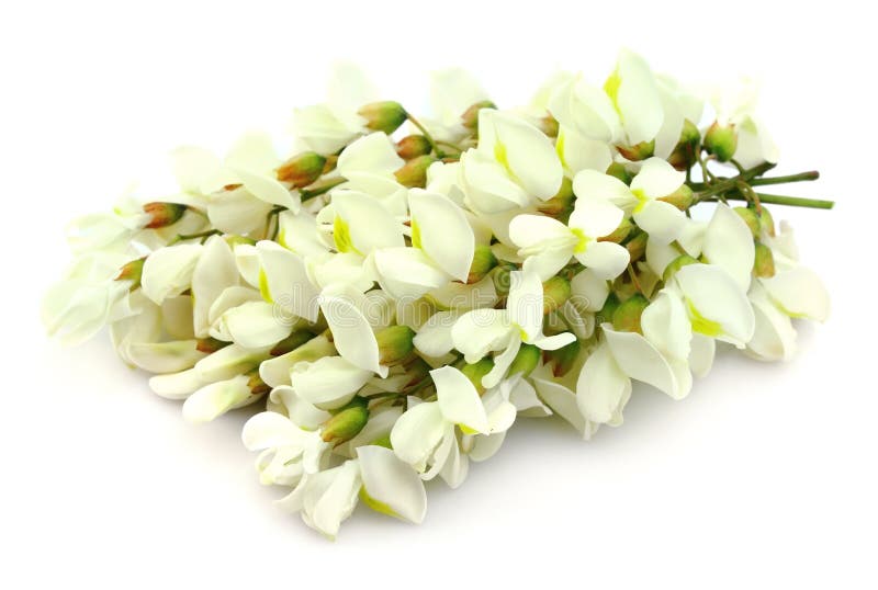 Acacia stock photo. Image of nature, macro, medicine - 19608300