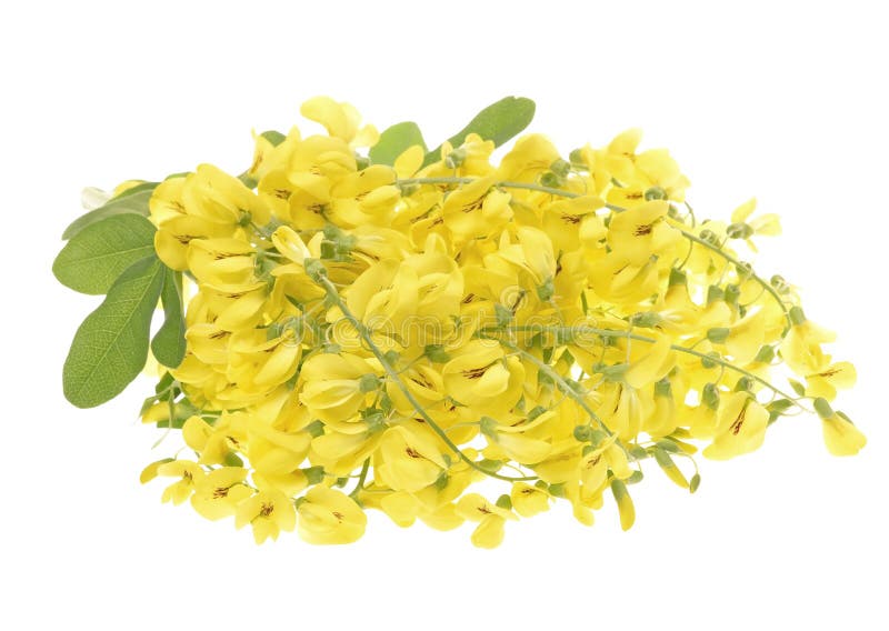 Acacia amarillo imagen de archivo. Imagen de manojo, flor - 30681351