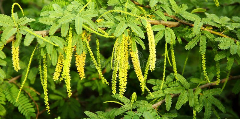 Acacia arabica stock image. Image of babul, tree, arabica - 50218267