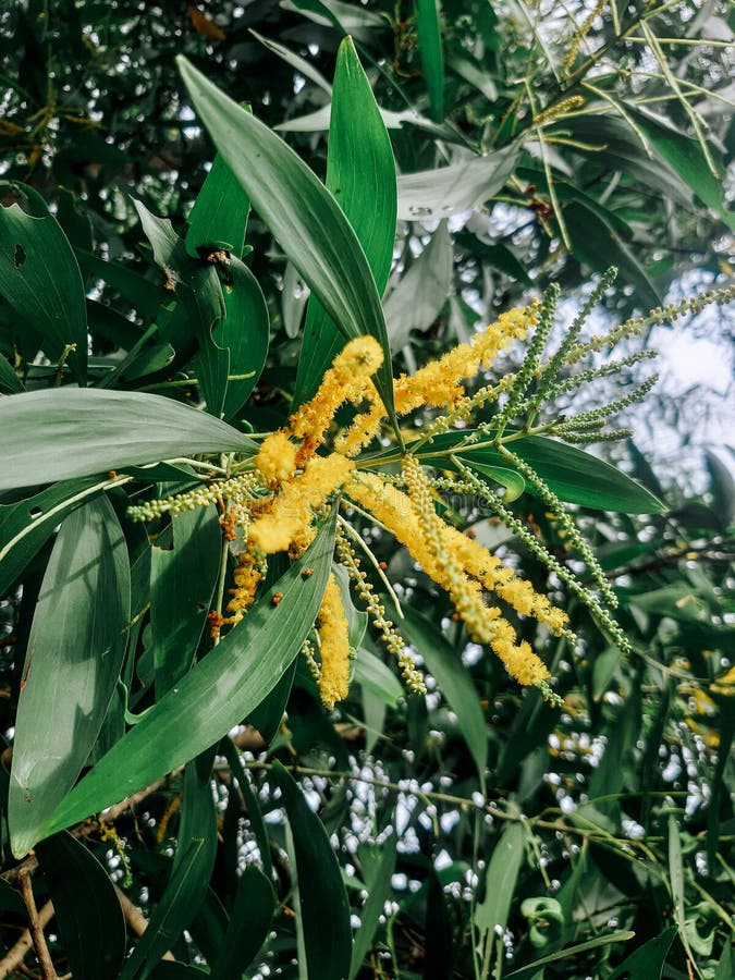 Acacia Auriculiformis Plant Stock Photo - Image of acacia, kormis ...