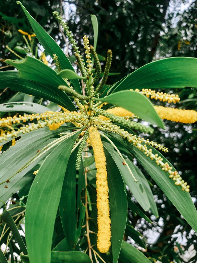 Acacia Auriculiformis Plant Stock Photo - Image of auriculiformis ...