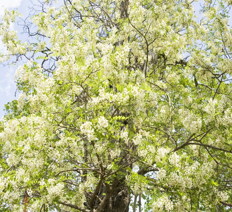Acacia blanc photo stock. Image du blanc, nature, arbre - 33125936