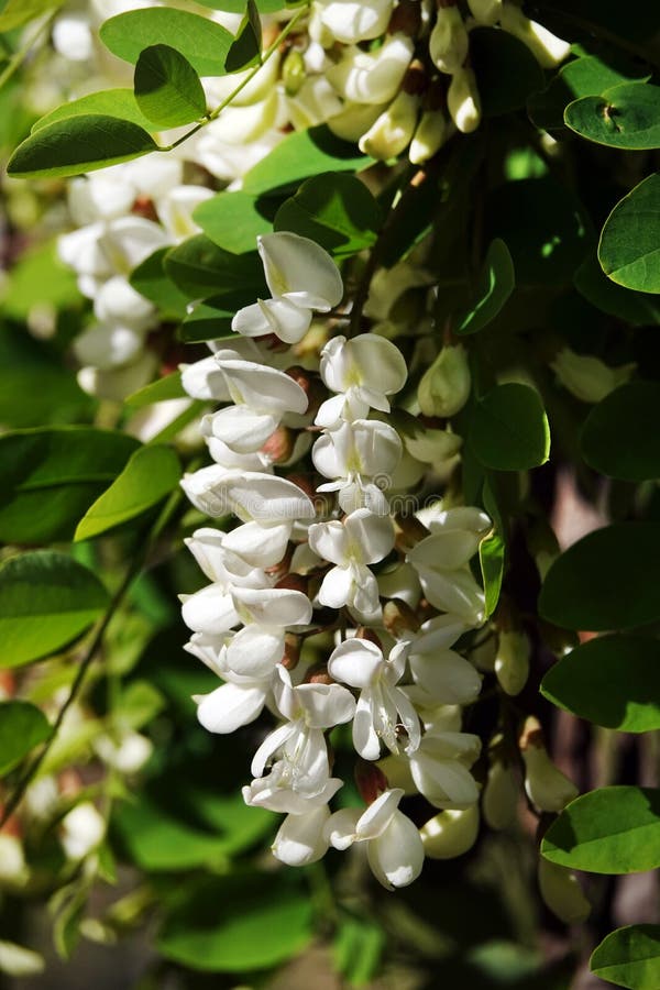 Acacia blooming in spring stock image. Image of spring - 250910121