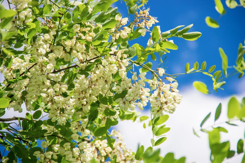 Acacia blooms. Nature stock photo. Image of fragrance - 117129930