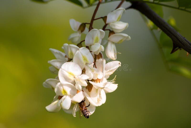 Acacia Blossom on Tree with Leaves Stock Image - Image of floral ...