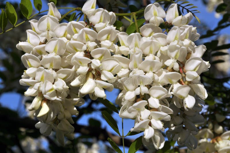 Acacia blossom white stock photo. Image of outdoors - 128534094