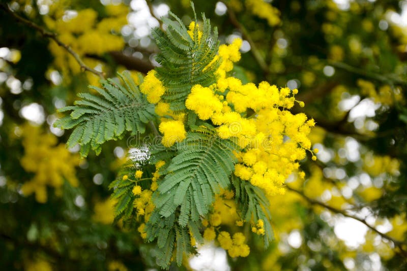 Acacia blossoms stock image. Image of evergreen, tree - 10212585