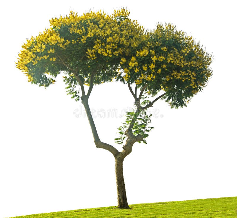 Acacia - Boom Geïsoleerd Op Wit Stock Foto - Image of bloem, schoonheid ...